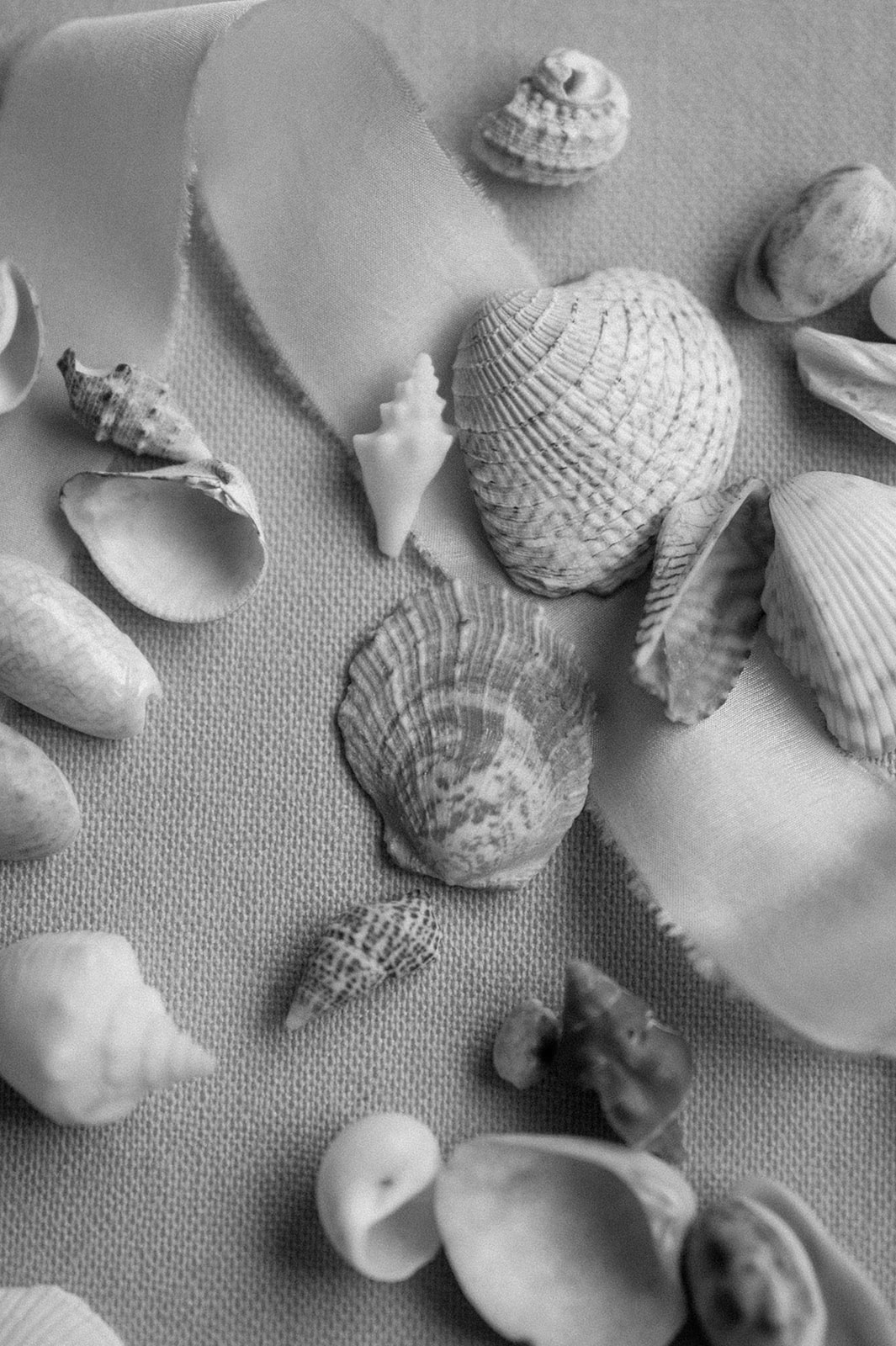 Pearl Shell Editorial - daniellejacksonevents.com